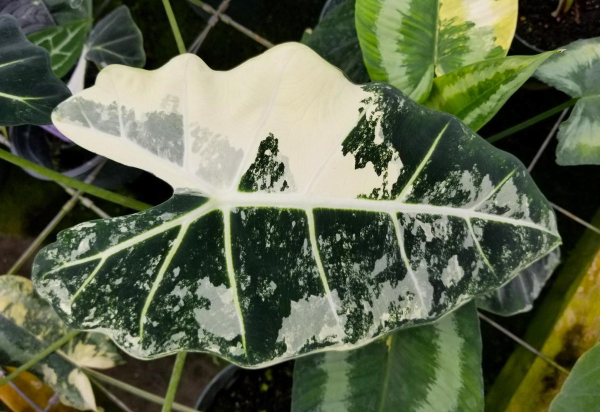 SHOP ALOCASIA VARIEGATA grown by Welovetropicalplants - online store