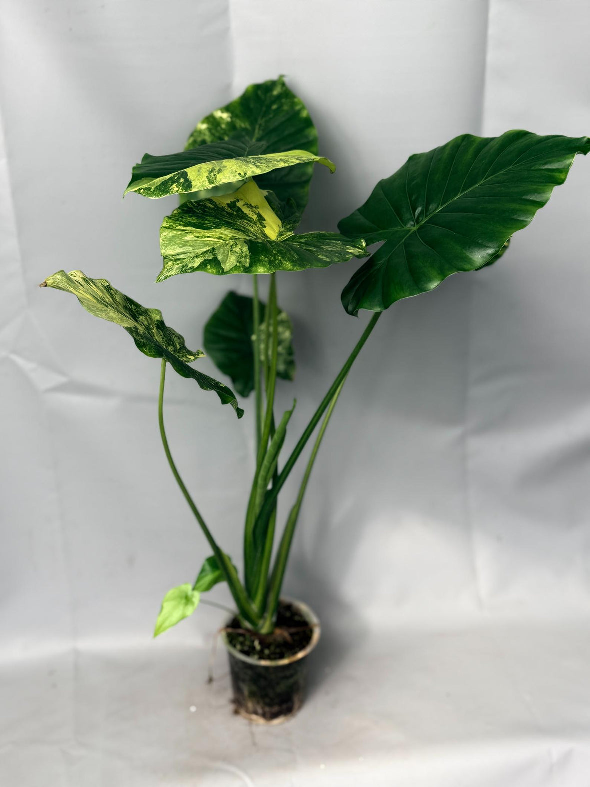 Alocasia Odora Variegata Aurea XL | Welovetropicalplants
