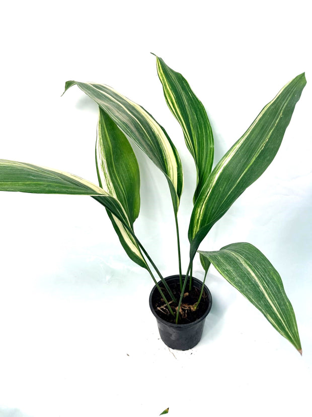Aspidistra Elatior Variegata | Welovetropicalplants