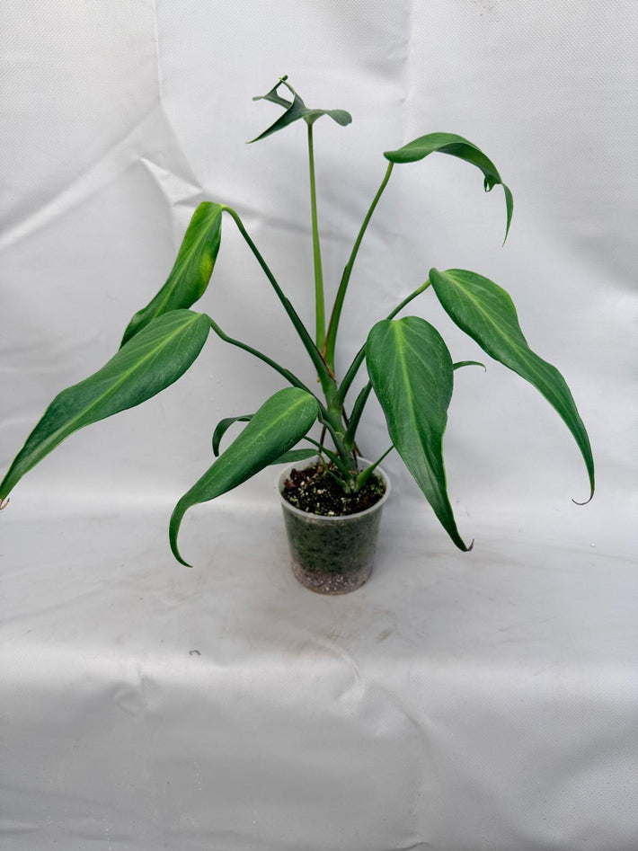 Monstera Burle Marx Flame XL | Welovetropicalplants
