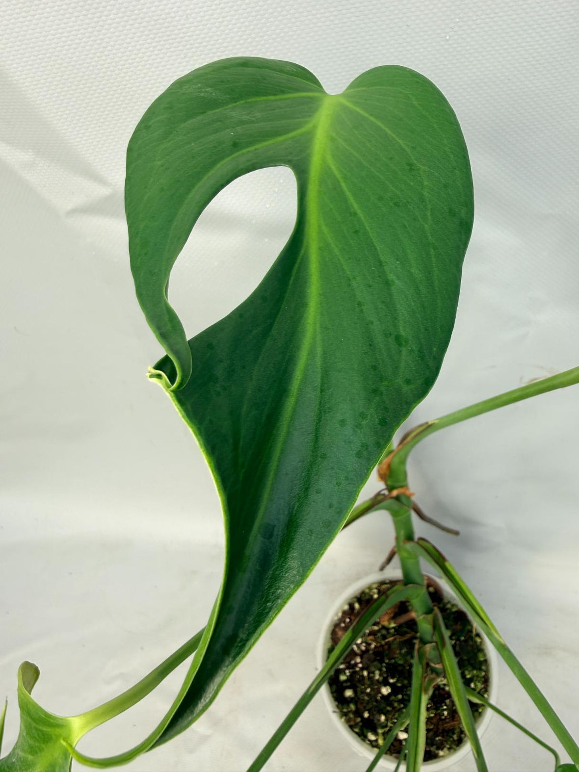 Monstera Burle Marx Flame XL | Welovetropicalplants