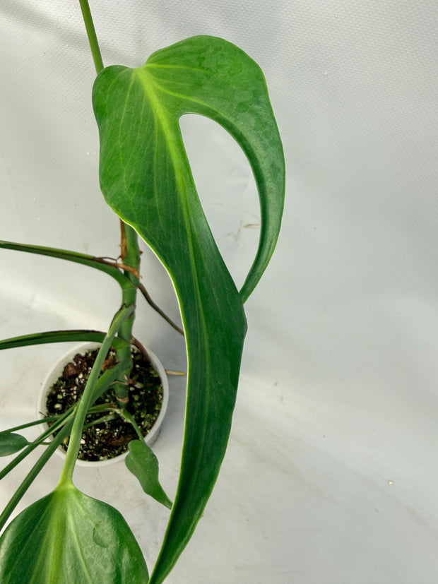 Monstera Burle Marx Flame XL | Welovetropicalplants