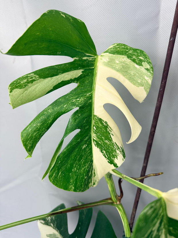 Monstera variegata albo | Welovetropicalplants