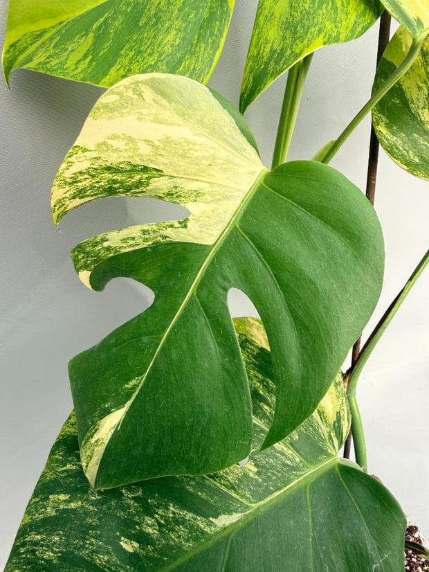 Acquista Monstera variegata aurea | Welovetropicalplants