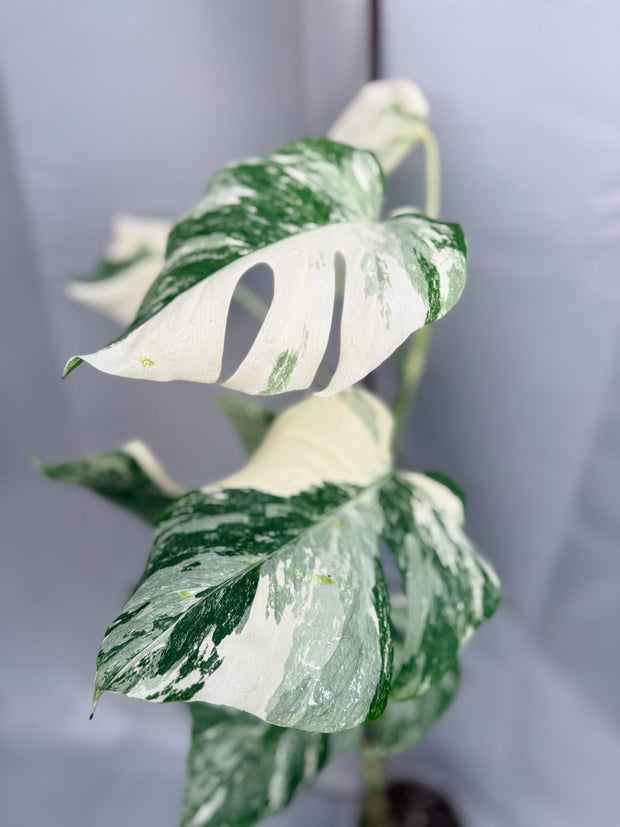 Monstera Deliciosa Variegata Albo