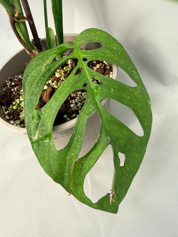 Monstera Epipremnoides Esqueleto LARGE | Welovetropicalplants