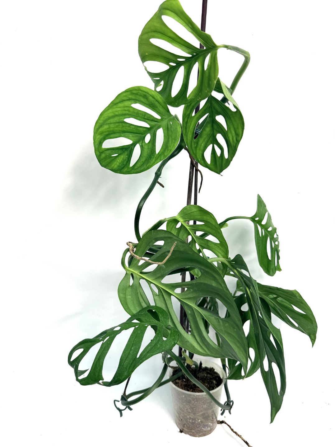 Monstera Epipremnoides Esqueleto LARGE | Welovetropicalplants