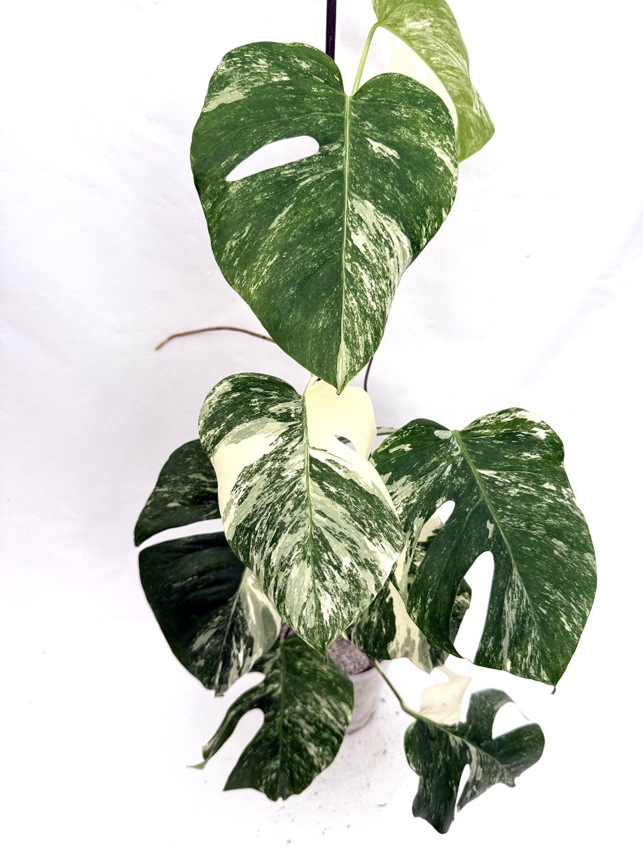 Monstera Albo variegata | Welovetropicalplants