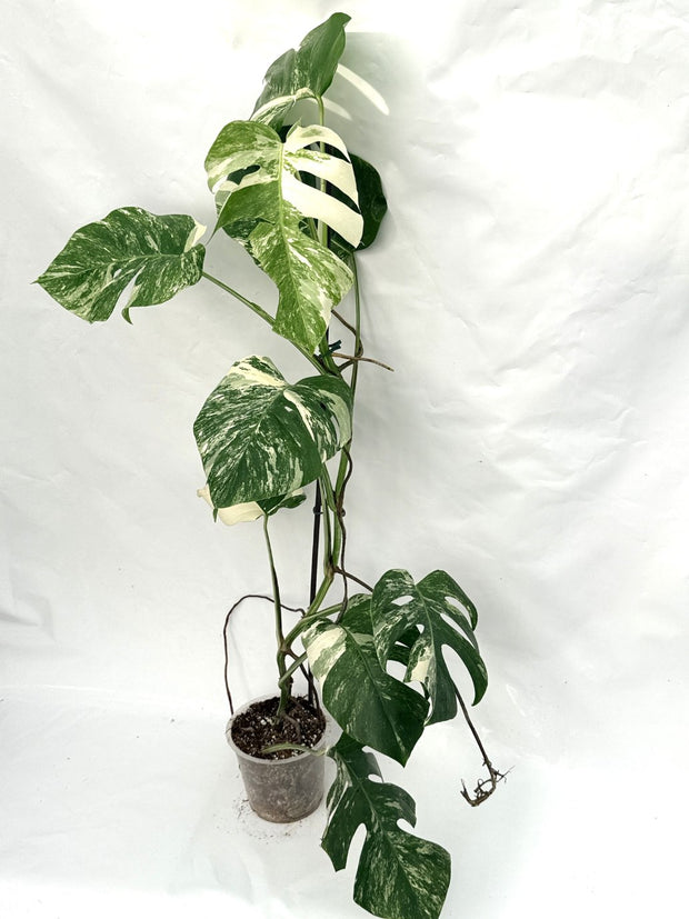 Monstera Albo variegata | Welovetropicalplants