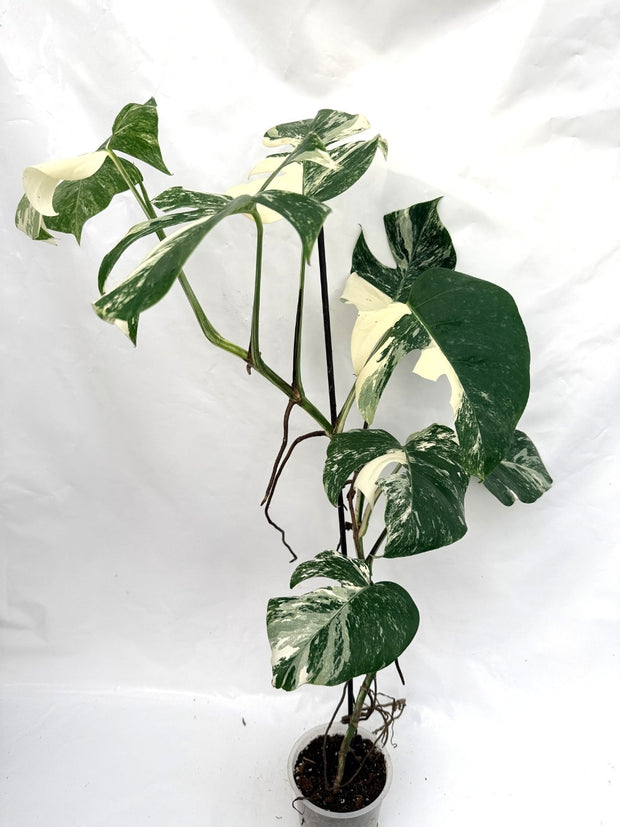 Monstera Albo variegata | Welovetropicalplants