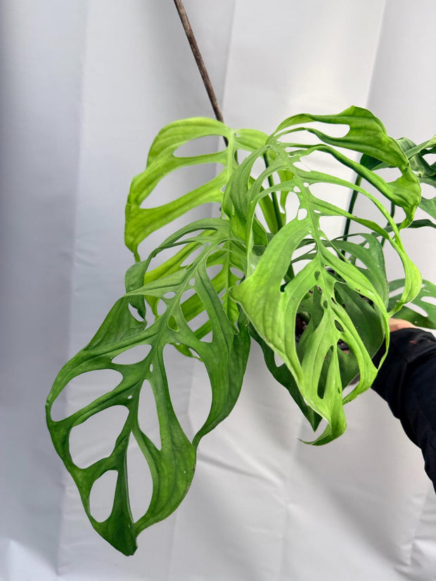 Monstera Epipremnoides Esqueleto LARGE | Welovetropicalplants