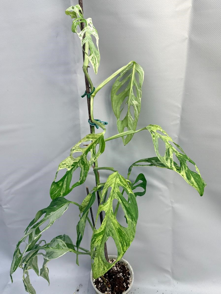Monstera Indonesian Marble Variegata | Welovetropicalplants
