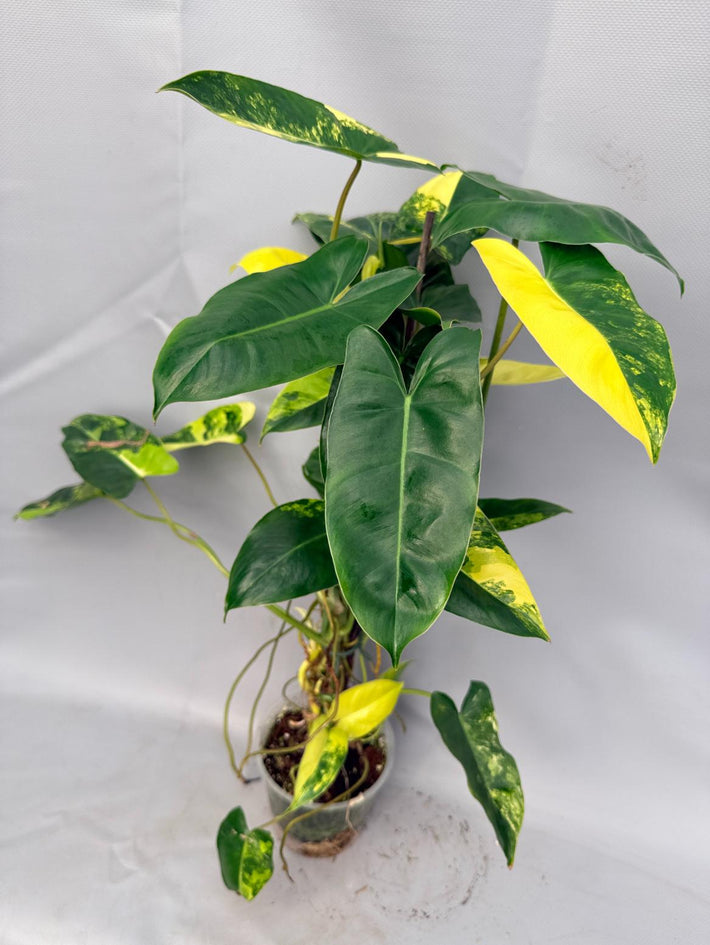 Philodendron burle marx variegata | Welovetropicalplants