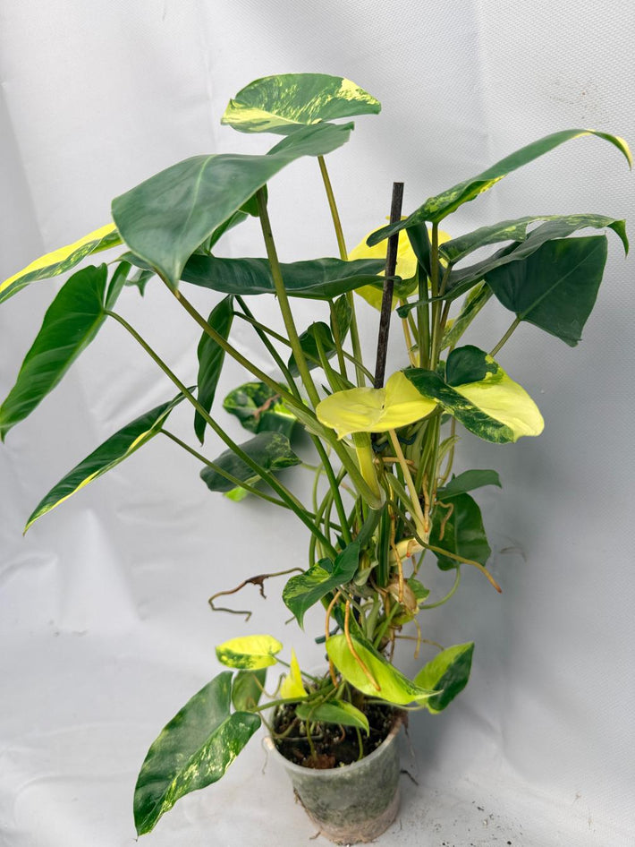 Philodendron burle marx variegata | Welovetropicalplants