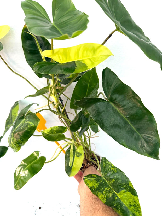 Philodendron Burle Marx Variegata | Welovetropicalplants