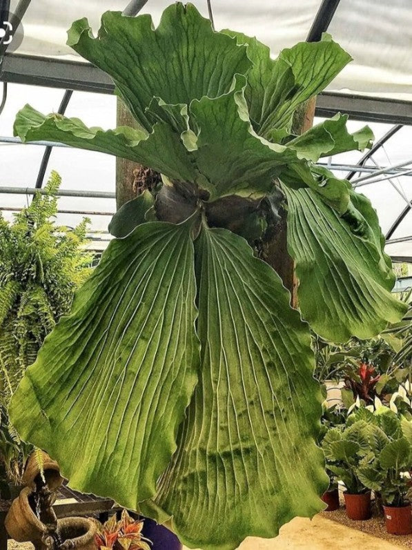 Platycerium Elephantotis var. Mammuthus | Welovetropicalplants