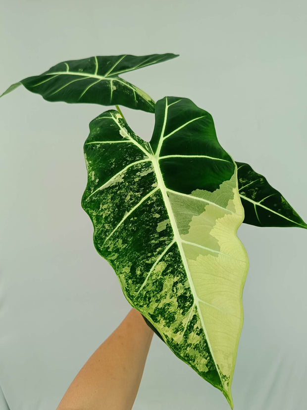 Alocasia Frydek Variegata | Welovetropicalplants