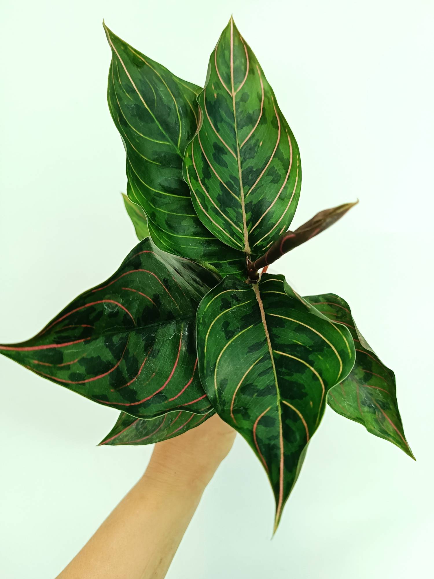 Aglaonema red army (young plant) | Welovetropicalplants