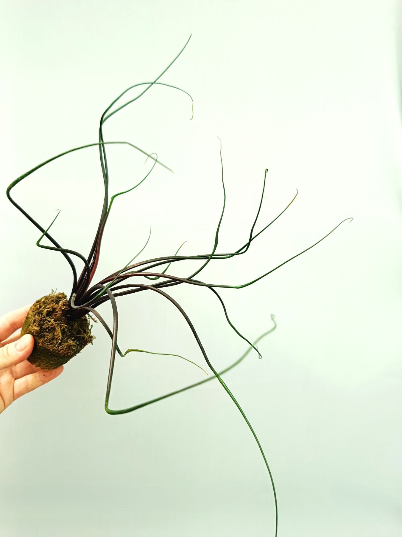 Alocasia Plumbea 'Flying Squid' | Welovetropicalplants