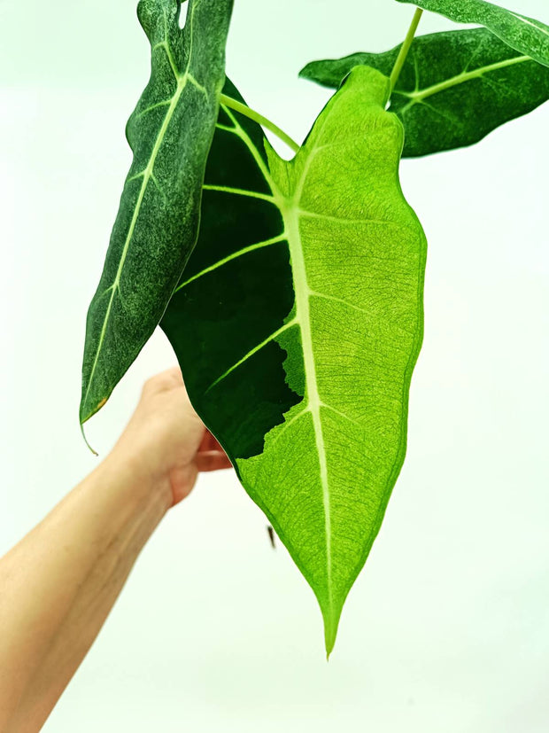 Alocasia Frydek Mint Variegata | Welovetropicalplants