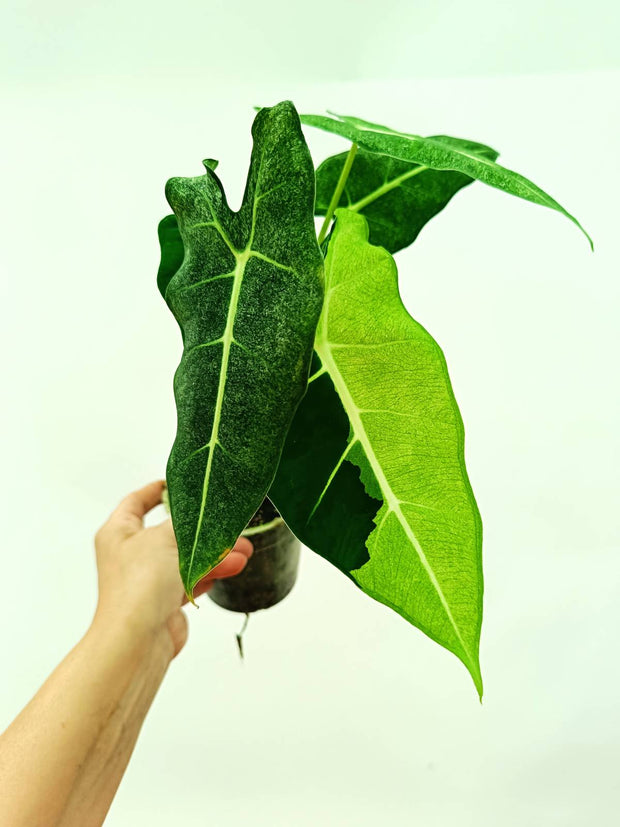 Alocasia Frydek Mint Variegata | Welovetropicalplants