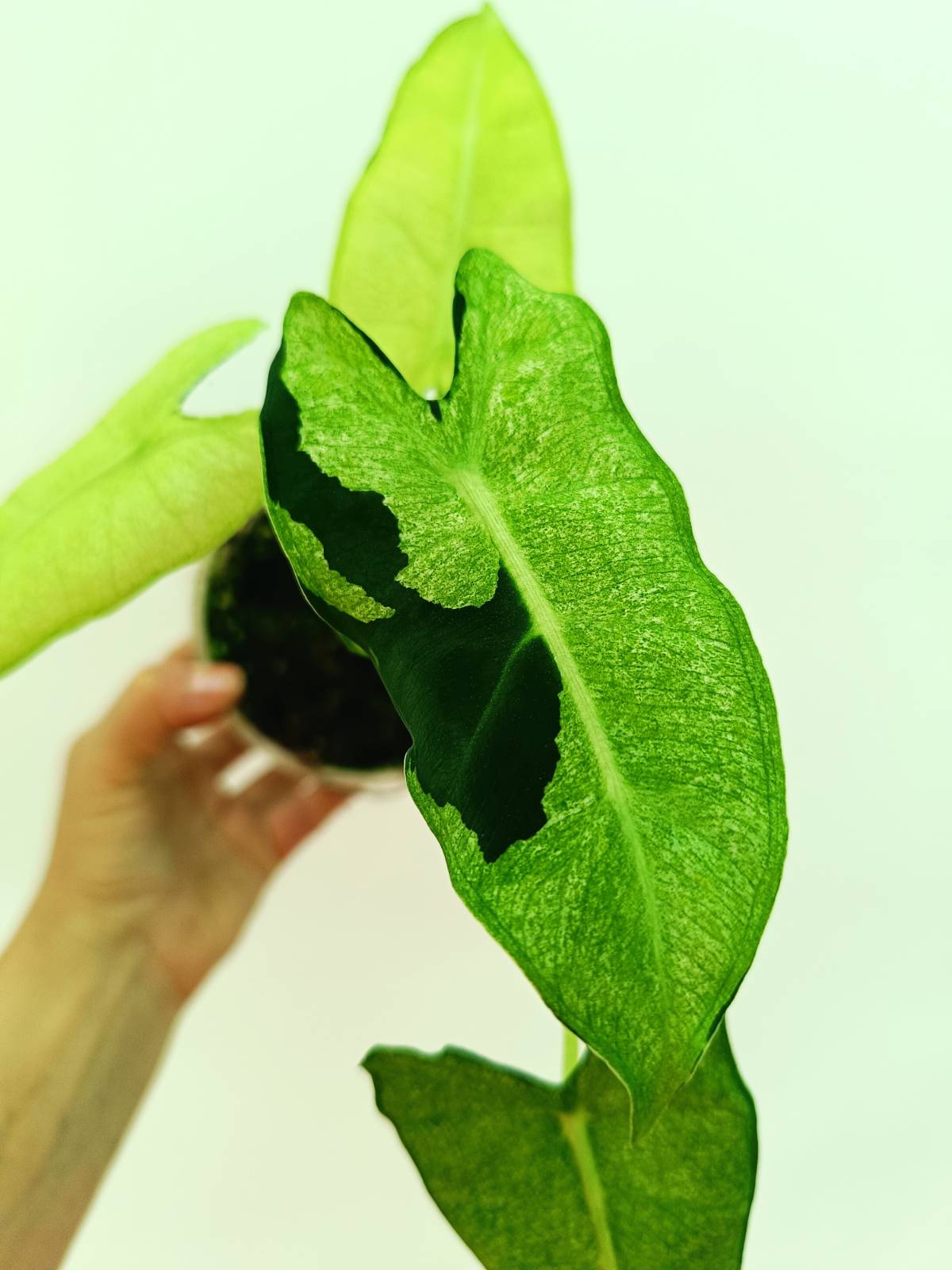 Alocasia Frydek Mint Variegata | Welovetropicalplants