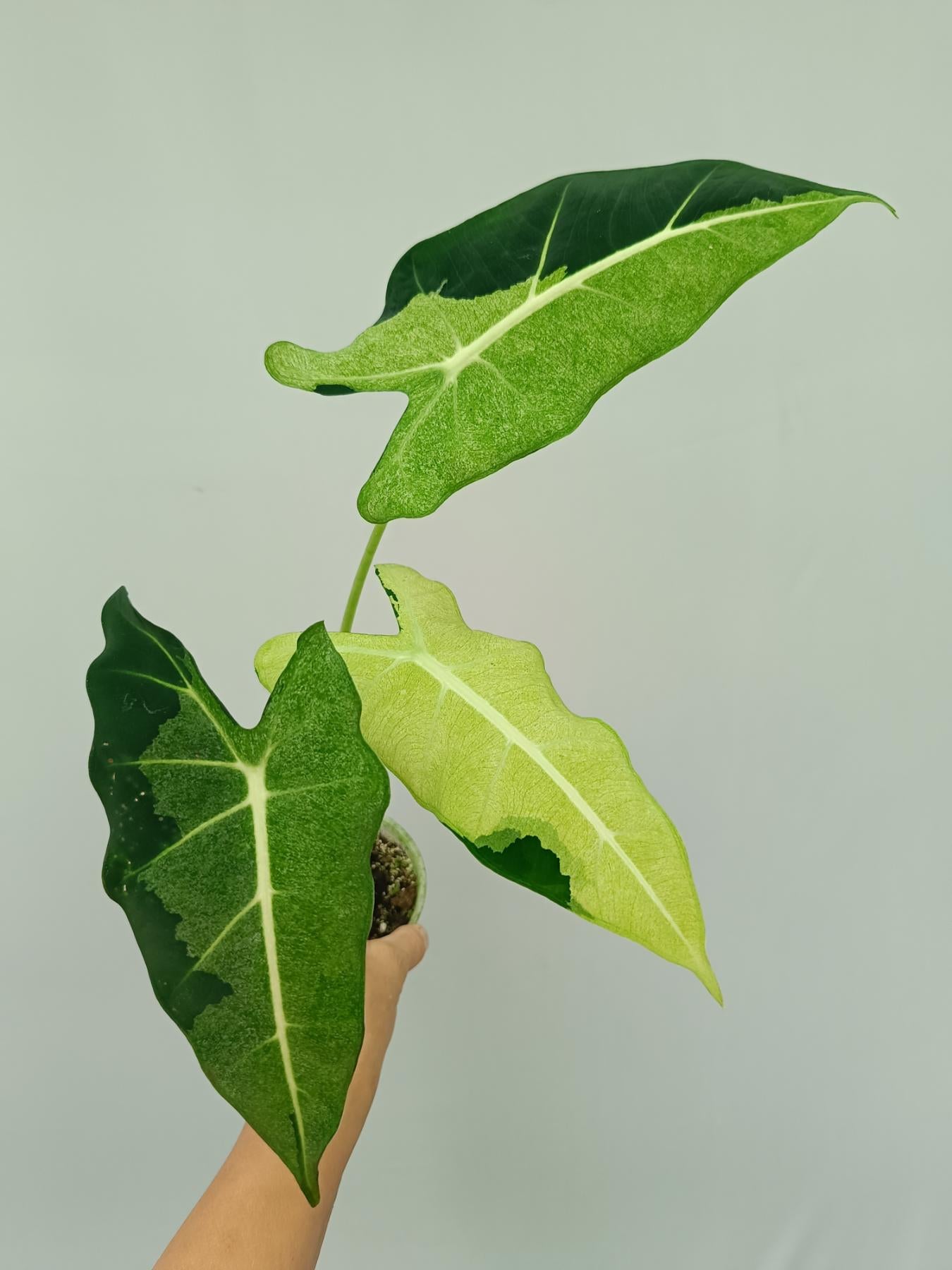 Alocasia Frydek Mint Variegata | Welovetropicalplants