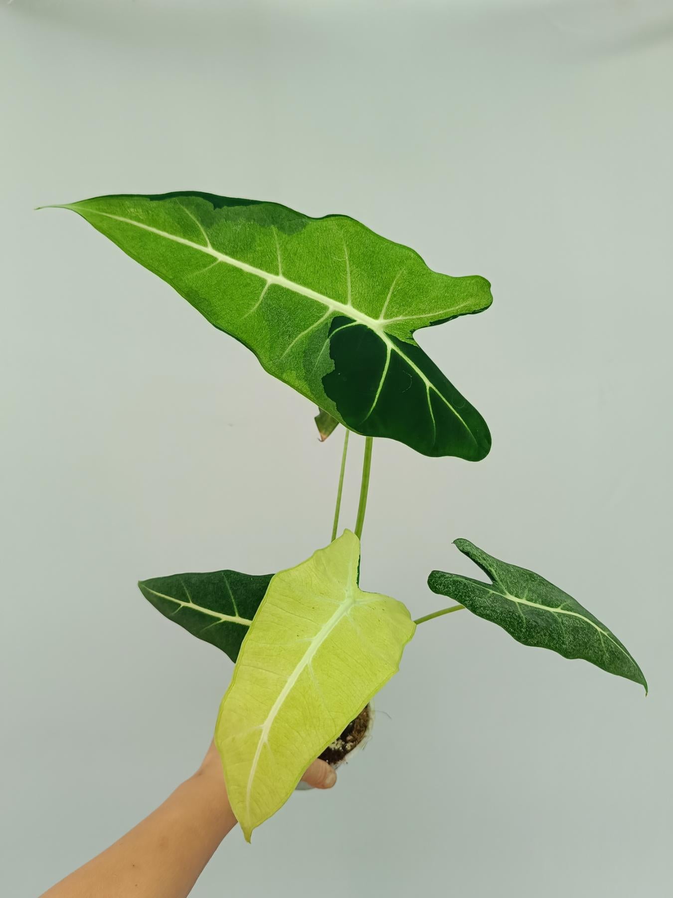 Alocasia Frydek Mint Variegata | Welovetropicalplants