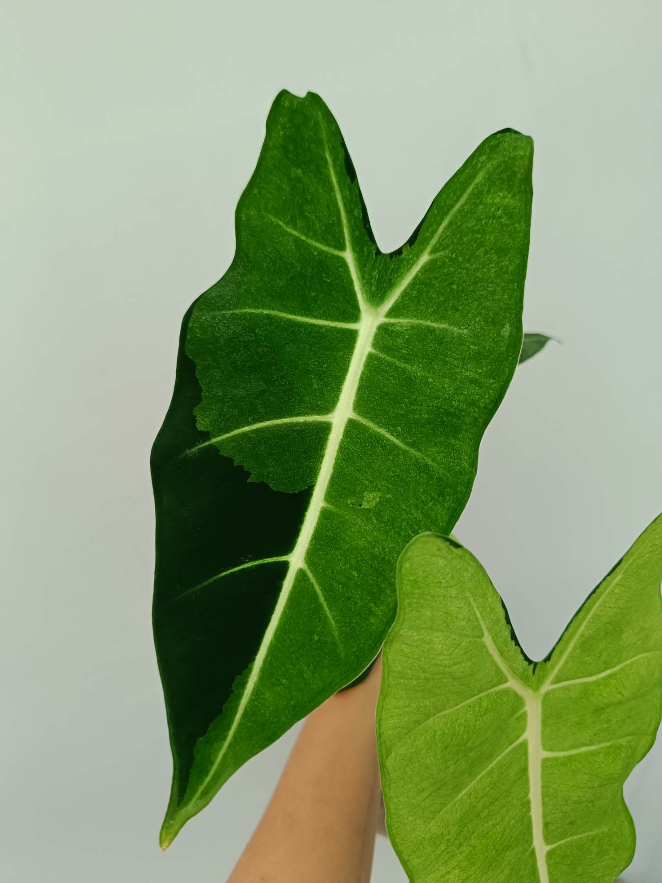 Alocasia Frydek Mint Variegata | Welovetropicalplants