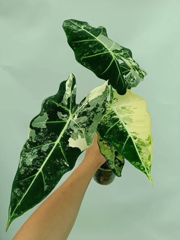 Alocasia frydek variegata | Welovetropicalplants