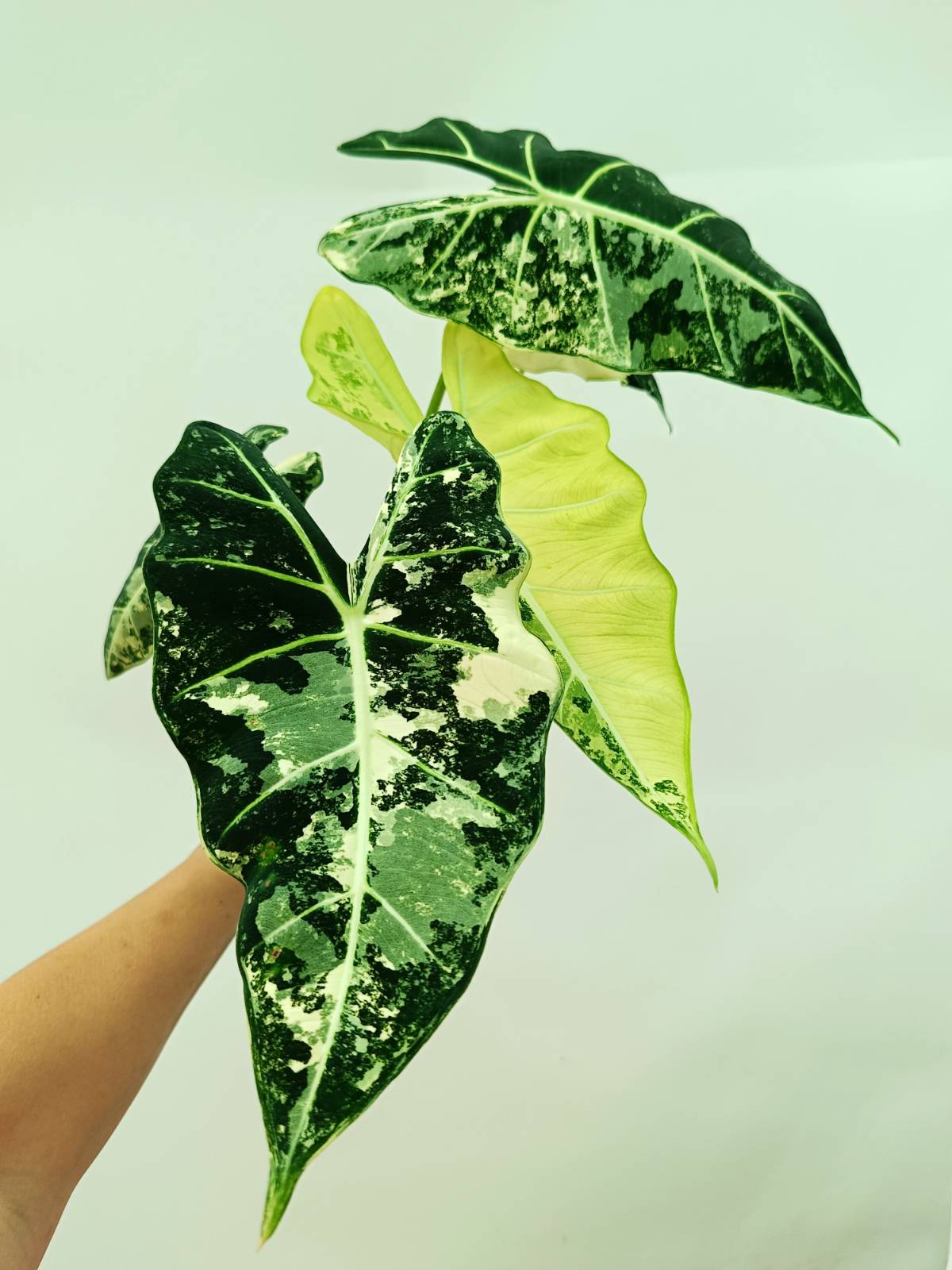 Alocasia Frydek Variegata | Welovetropicalplants