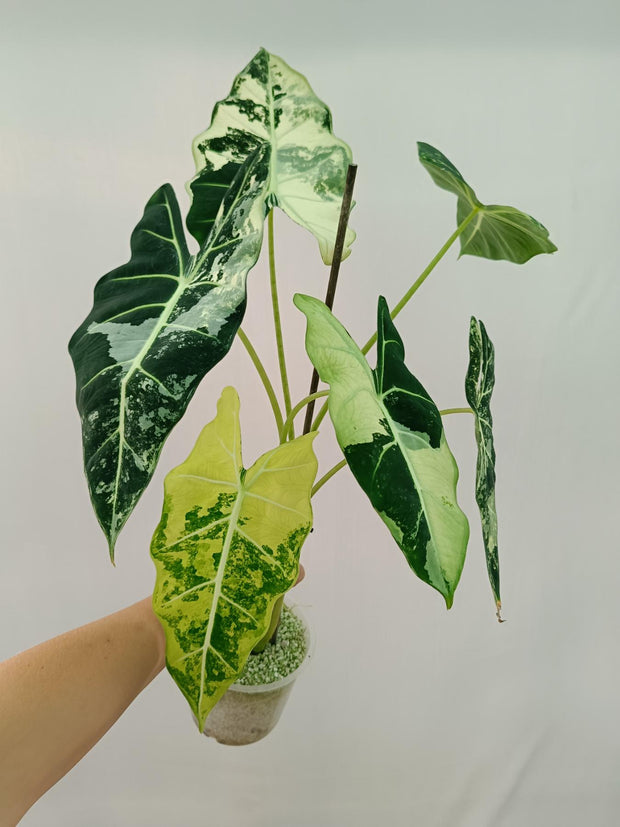 Alocasia Frydek Variegata XL | Welovetropicalplants