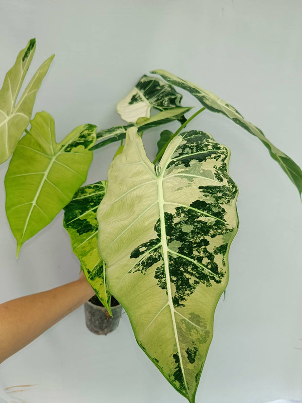 Alocasia Frydek Variegata EXTRA | Welovetropicalplants