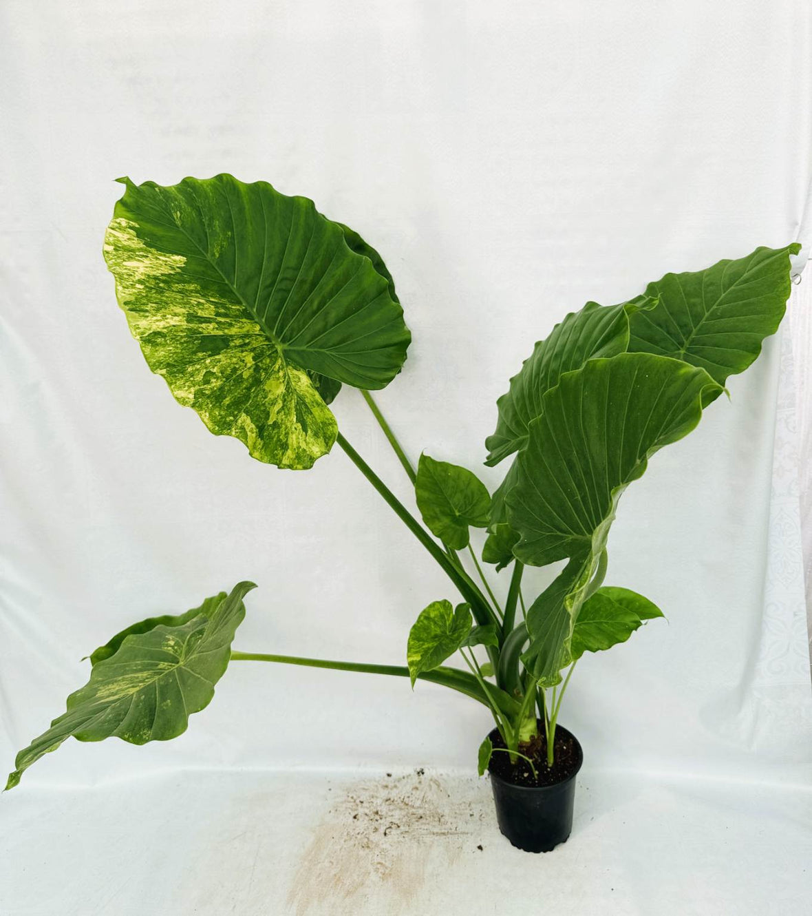 Alocasia odora variegata aurea | Welovetropicalplants