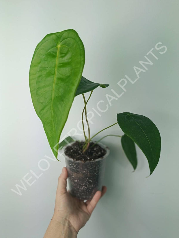 Anthurium peltigerum | Welovetropicalplants