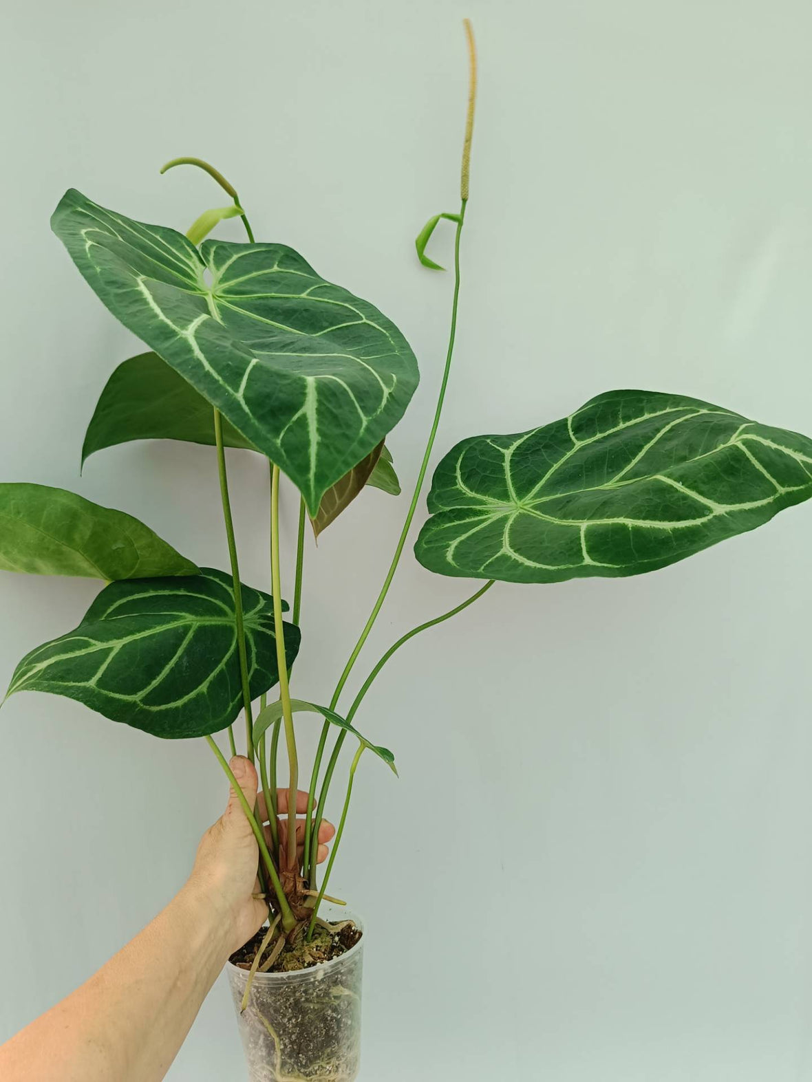 Anthurium Forgetii x Regale | Welovetropicalplants