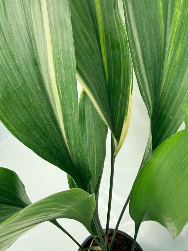 Aspidistra Elatior Variegata | Welovetropicalplants