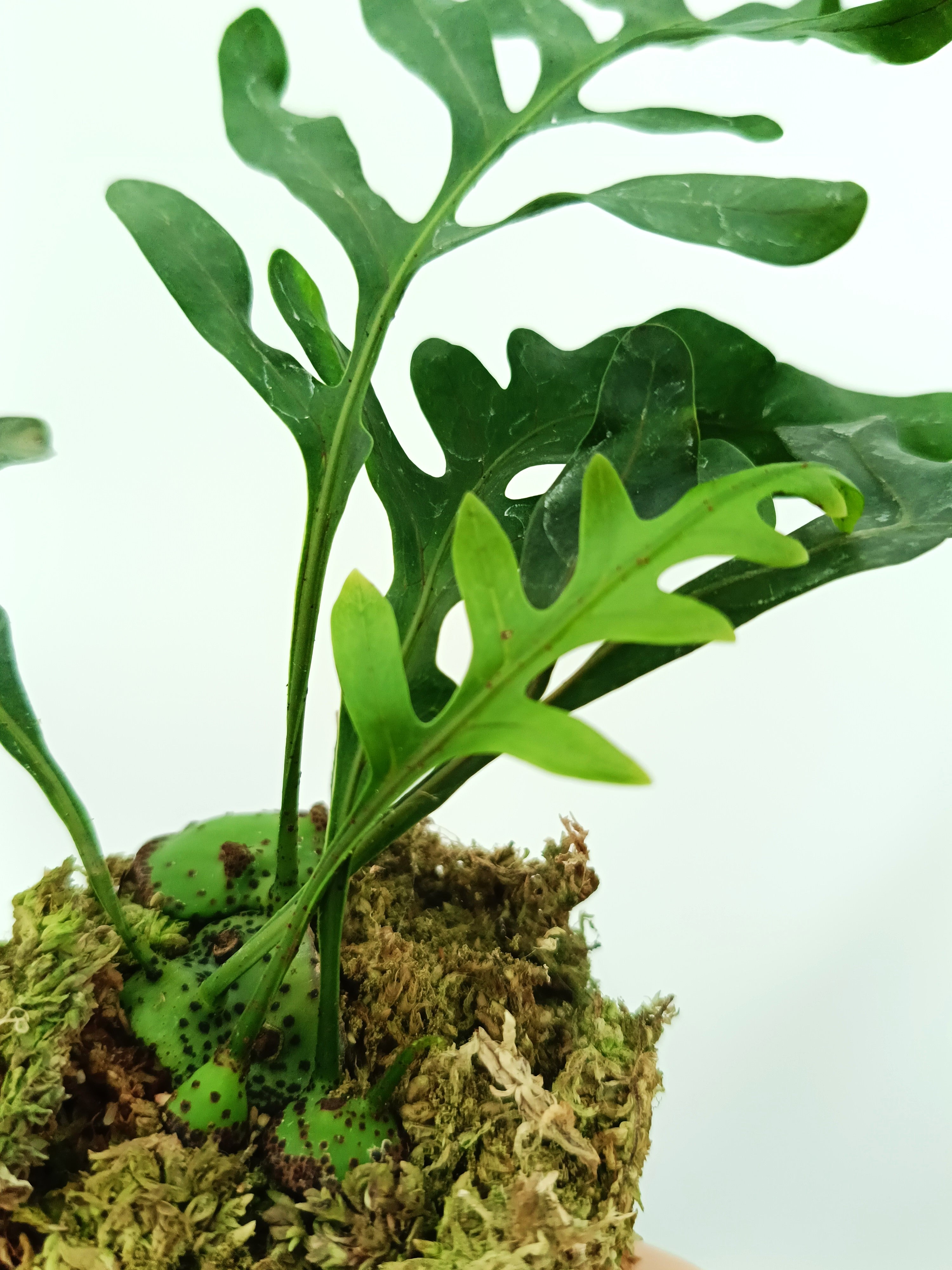 Lecanopteris mirabilis | Welovetropicalplants