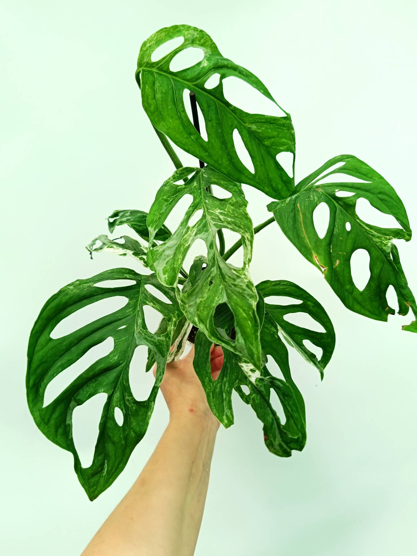 Monstera indonesian marble variegata | Welovetropicalplants