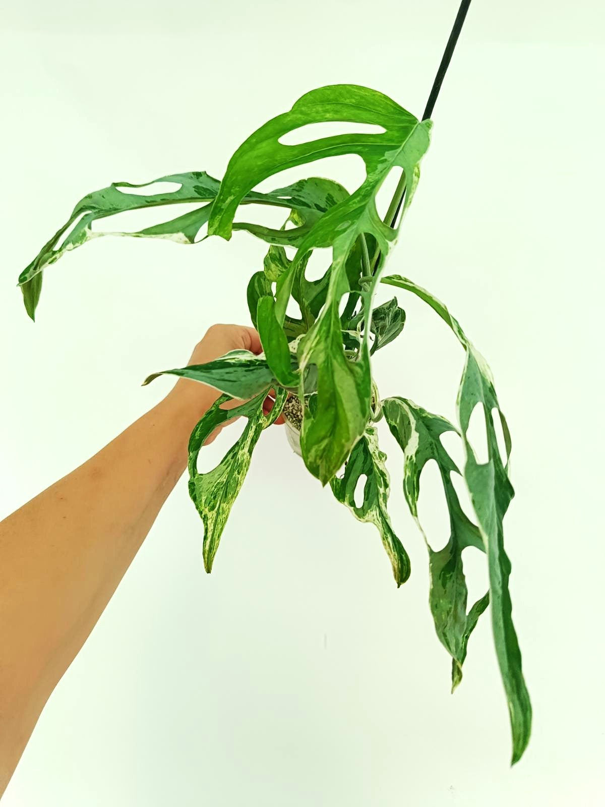 Monstera Indonesian Marble Variegata | Welovetropicalplants