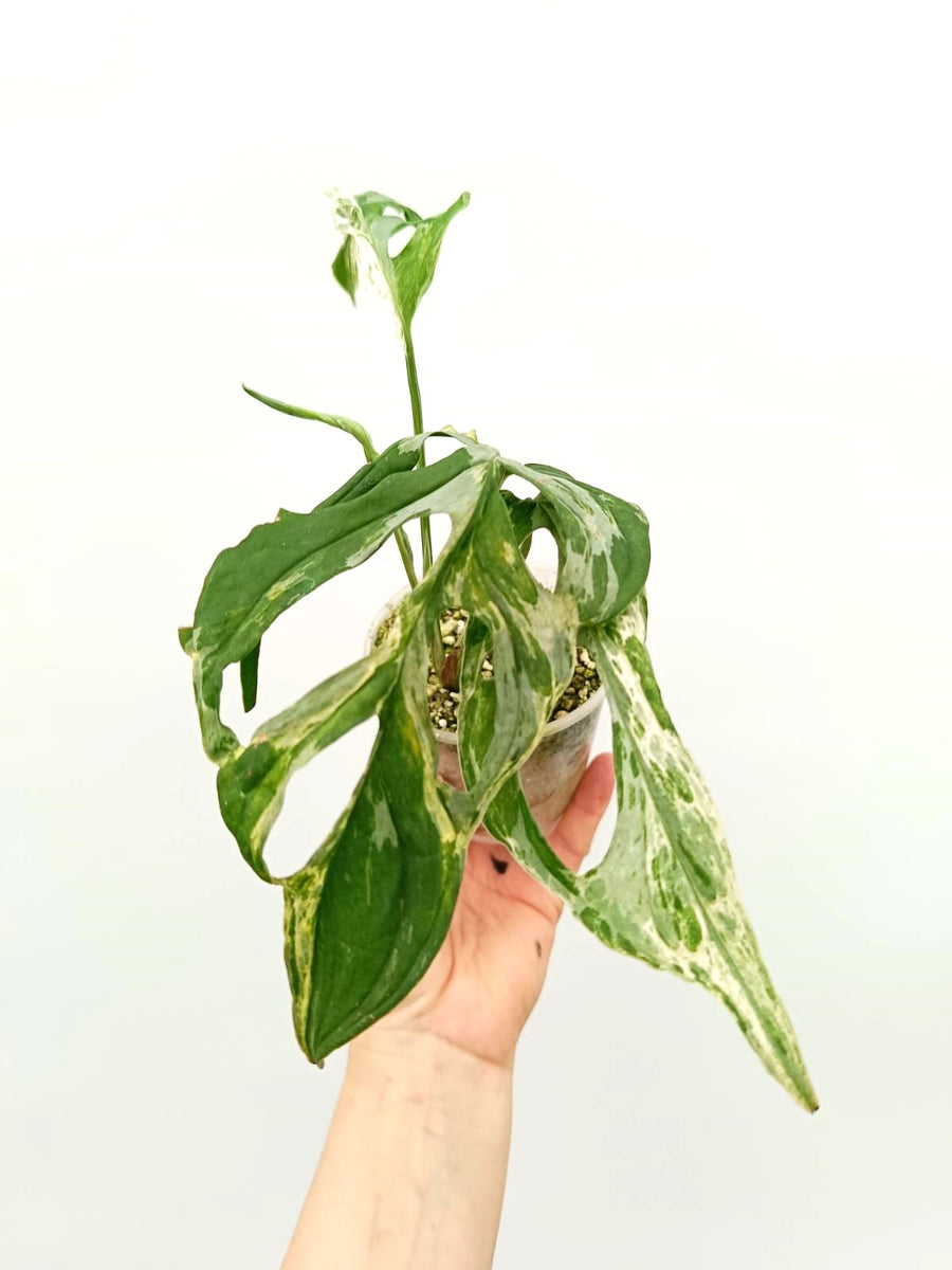 Monstera adansonii indonesian marble (planta joven) – Welovetropicalplants