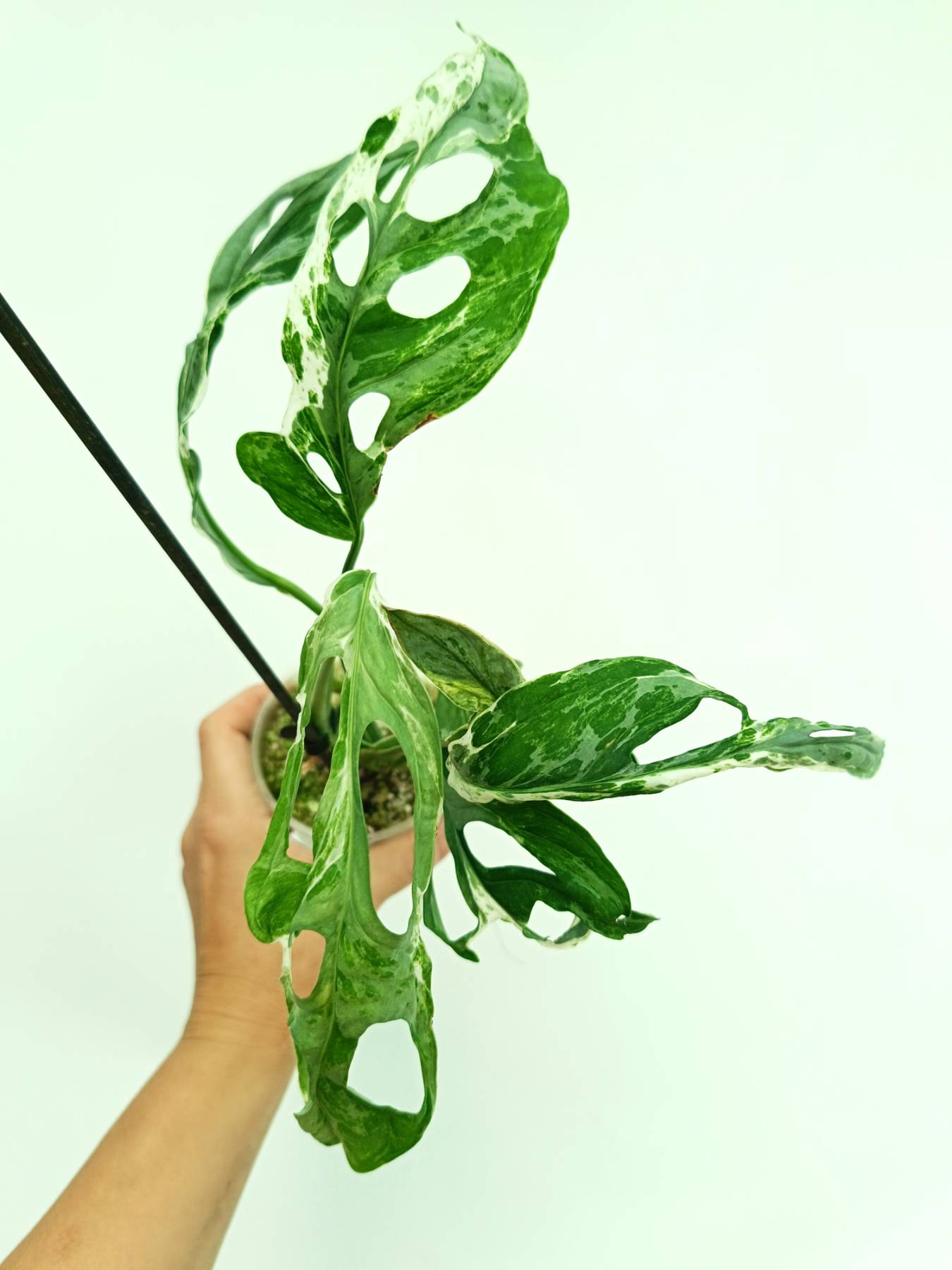 Monstera indonesian marble variegata | Welovetropicalplants