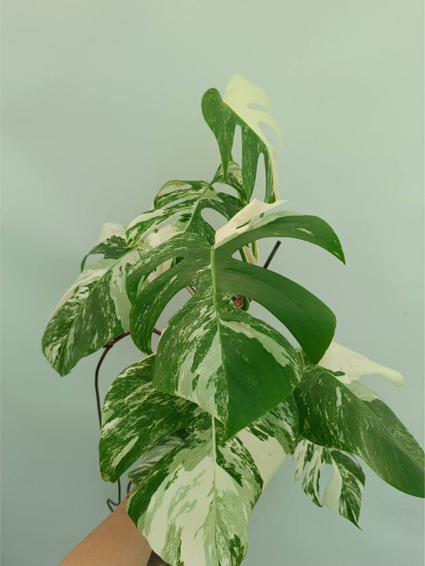 Monstera albo variegata | Welovetropicalplants