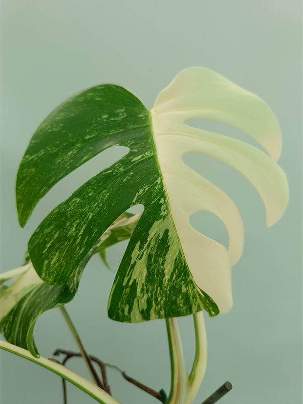 Monstera albo variegata | Welovetropicalplants