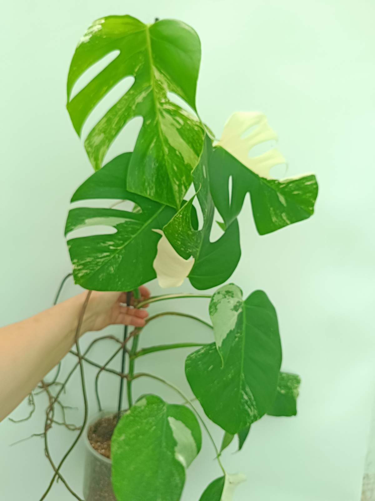 Monstera Albo Variegata | Welovetropicalplants