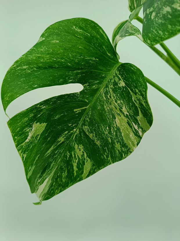 Monstera albo variegata | Welovetropicalplants