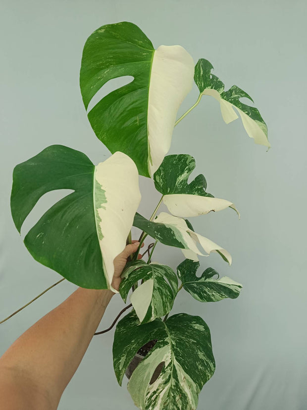 Monstera Albo Variegata HALFMOON | Welovetropicalplants
