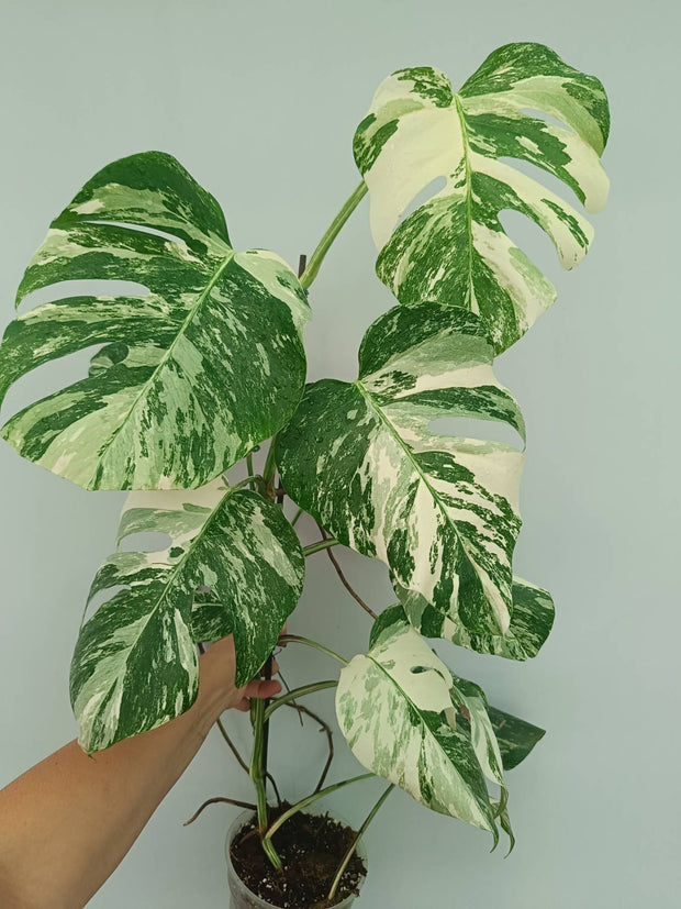 Monstera Albo Variegata | Welovetropicalplants
