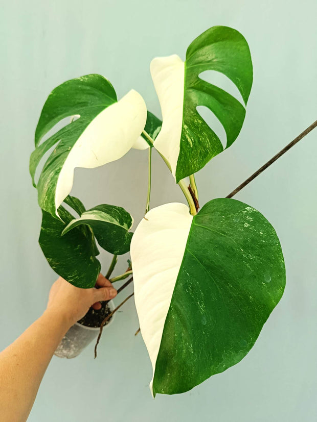 Monstera albo variegata HALFMOON | Welovetropicalplants