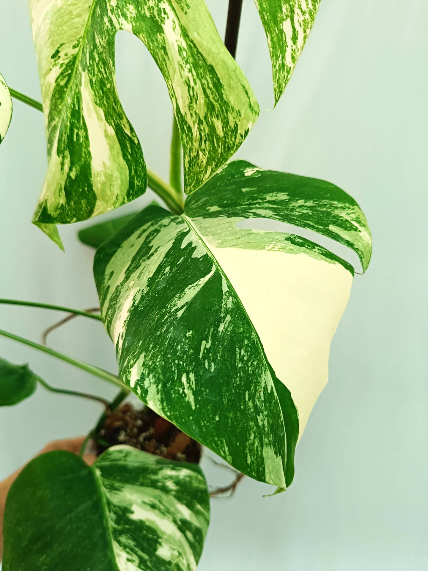 Monstera albo variegata | Welovetropicalplants